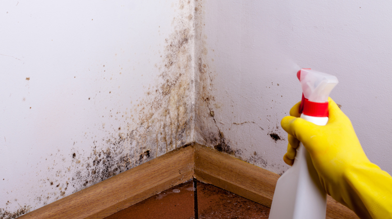 5 Most Common Types of House Mold and How to Get Rid of It - 2024 Guide ...