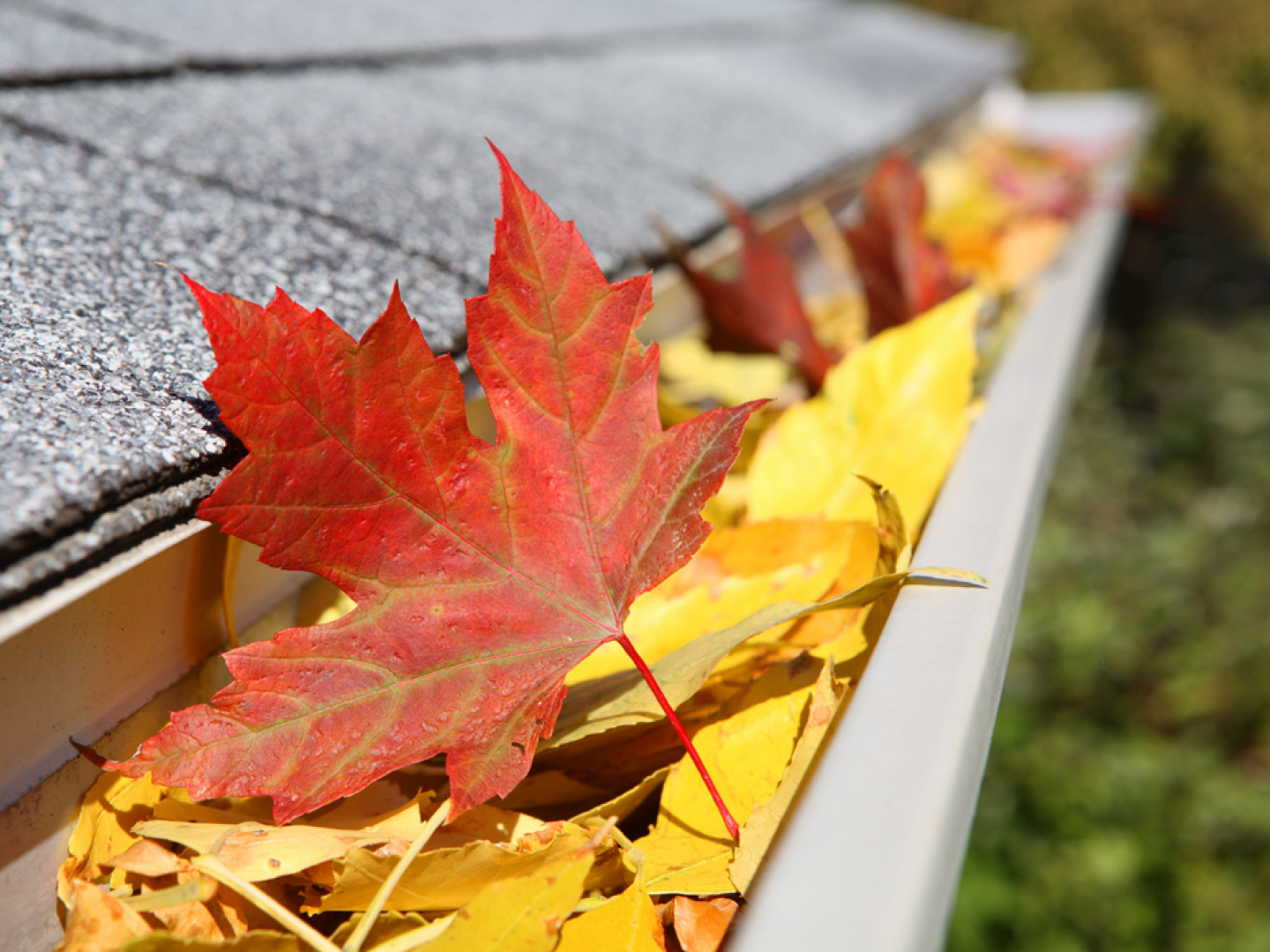 How Often Should You Check for Leaves in Your Gutters? - Bare Foots World