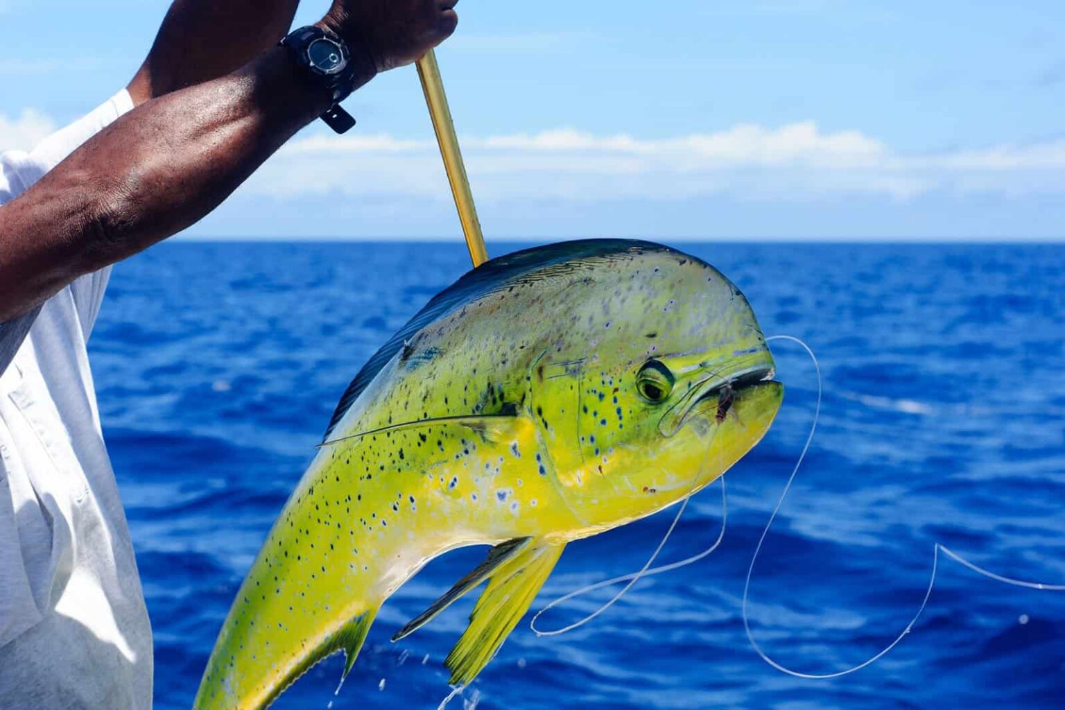 Top 10 Things to Do in Aruba - Bare Foots World