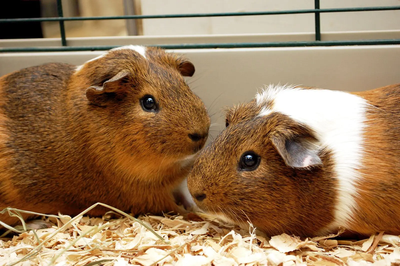 All About Guinea Pigs - Bare Foots World