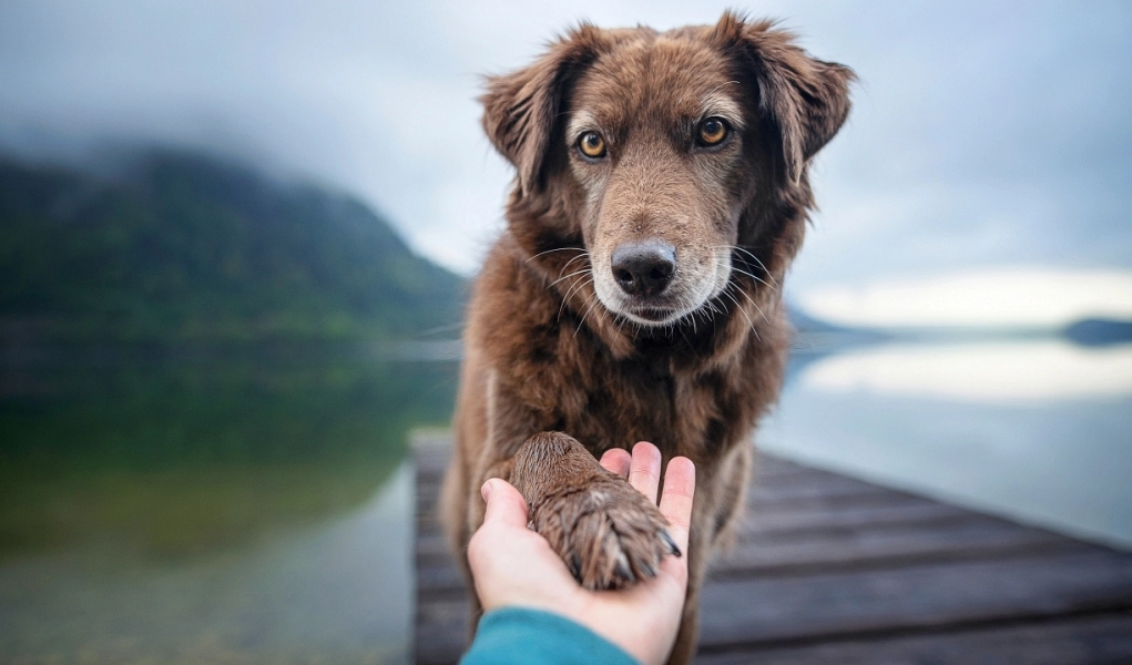 Top 8 Signs Your Dog Is Telling You That They Need Help - Bare Foots World
